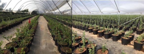 Blueberries-plantation - Plantlogic