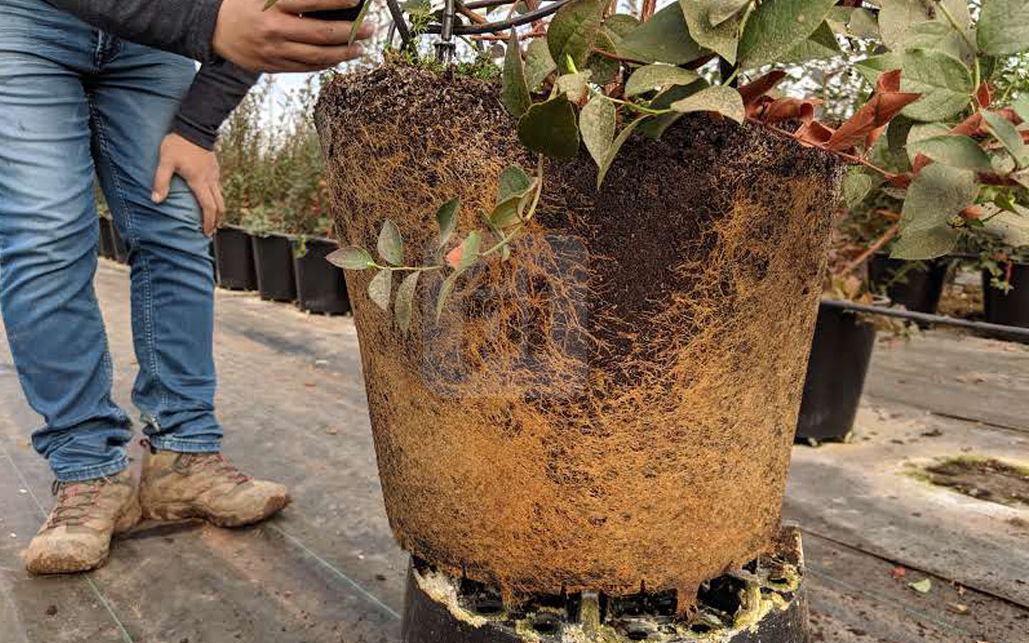 bleberry roots - Plantlogic