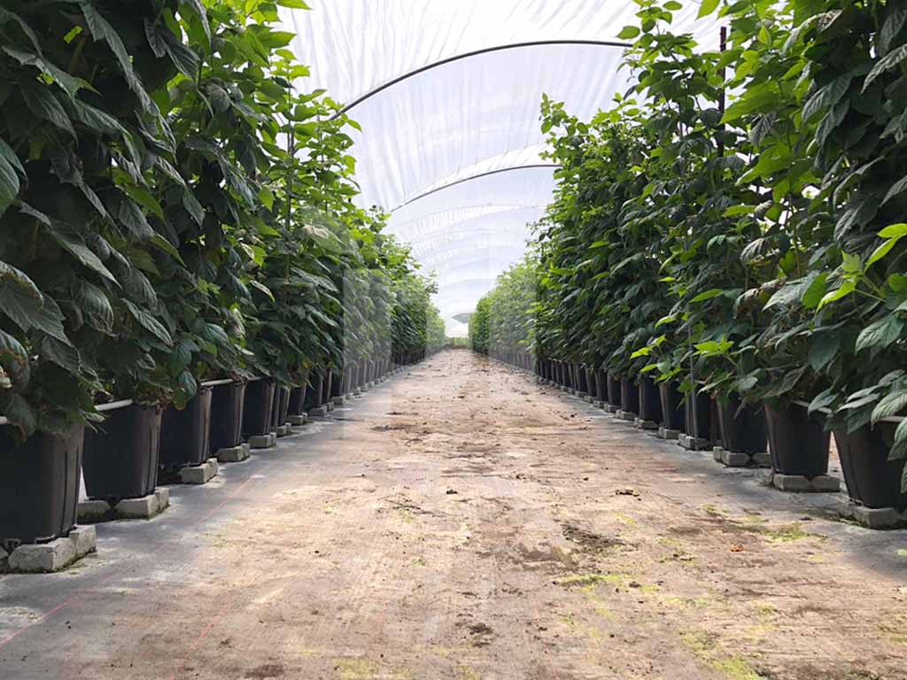 Macetas para Producción de Frambuesa | Plantlogic®