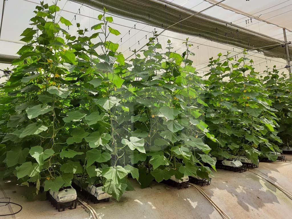 kratos slab base vegetables - Plantlogic
