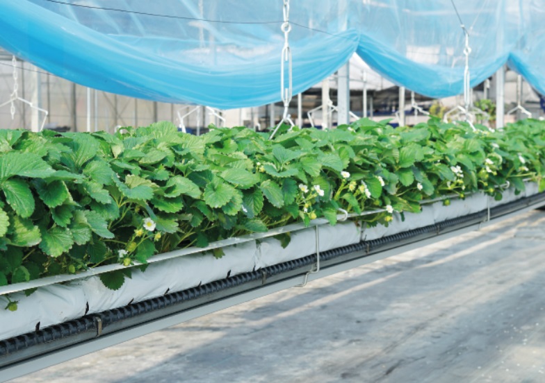 Hi-Grow hanging system for grow bags - Plantlogic